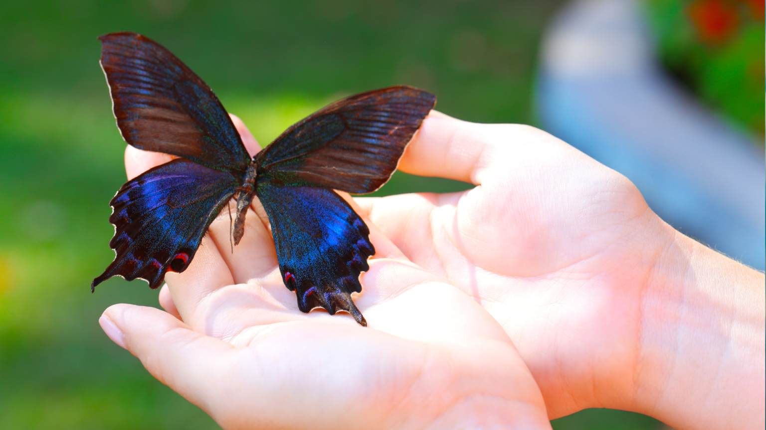 Opportunities Await | Linda Howe